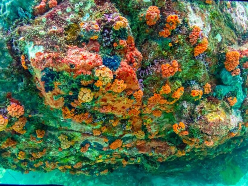 Pattaya: Nemo Island Experience with Drone Photos and Lunch - What to Expect from the Nemo Island Experience