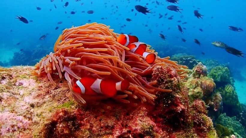 Pattaya: Nemo Island Experience with Drone Photos and Lunch - Final thoughts