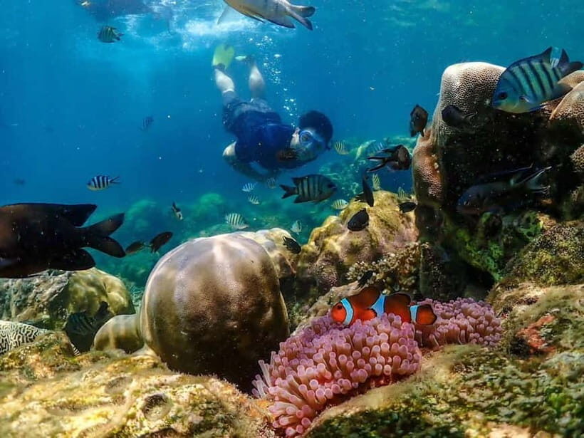 Pattaya: Nemo Island Full-Day Snorkeling Boat Trip - An Honest Look at the Nemo Island Snorkeling Trip