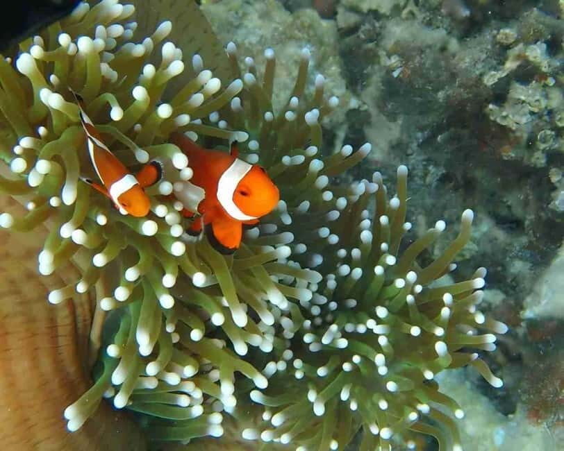 Pattaya: Nemo Island Full-Day Snorkeling Boat Trip - FAQ