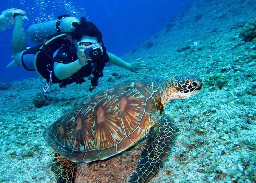 Pattaya: Snorkeling or Beginner Scuba Diving Tour with lunch - An Honest Look at the Tour Experience