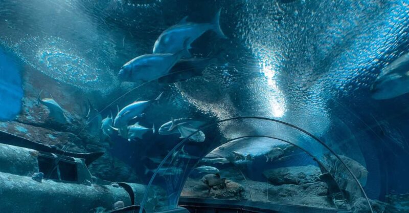 Pattaya: Underwater World Pattaya Aquarium Admission Ticket - Discovering Underwater World Pattaya: A Practical Guide for Sea Life Enthusiasts