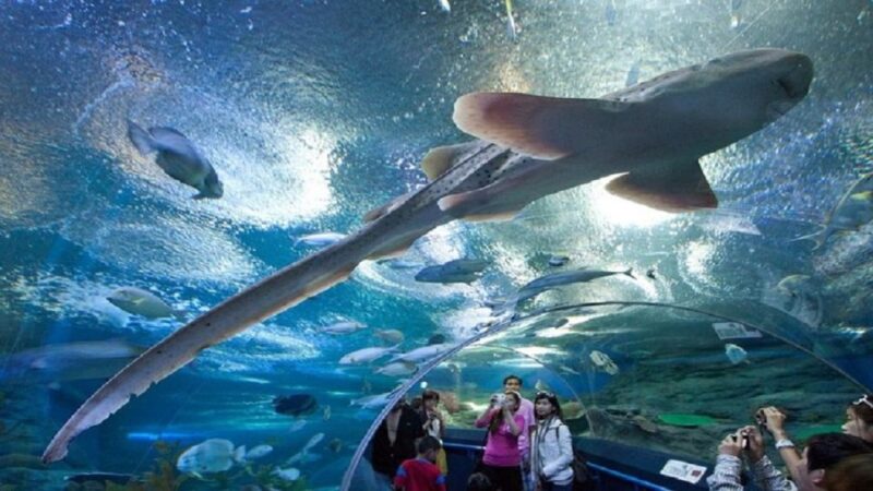 Pattaya: Underwater World Pattaya Aquarium Admission Ticket - A Closer Look at the Experience