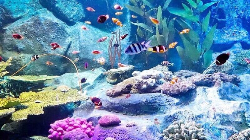 Pattaya: Underwater World Pattaya Aquarium Admission Ticket - Final Words