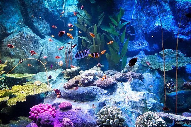 Pattaya Underwater World Tickets with Optional Hotel Pickup - What to Expect from Your Visit to Pattaya Underwater World