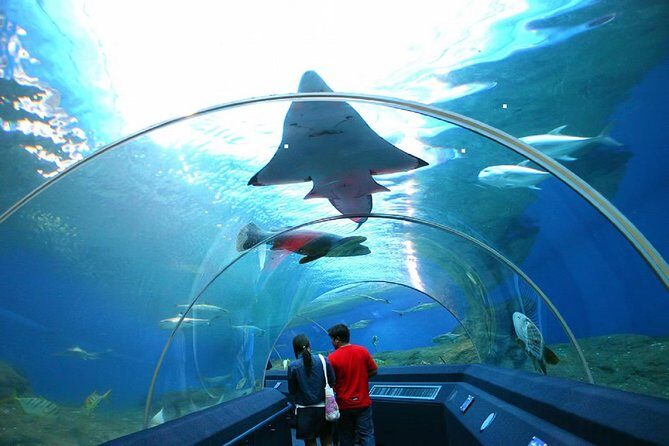 Pattaya Underwater World Tickets with Optional Hotel Pickup - The Value of Your Ticket