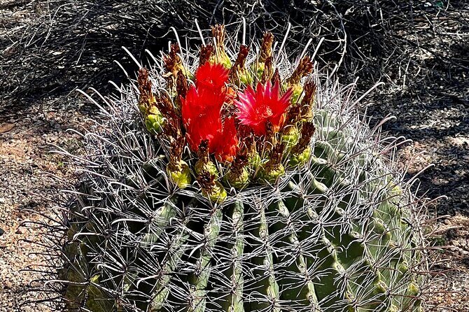 Peaceful Morning Walk: Guided Journey Through the Sonoran Desert - FAQ