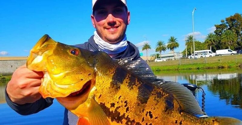 Peacock Bass Fishing Trips Near Miami Florida - Key Points