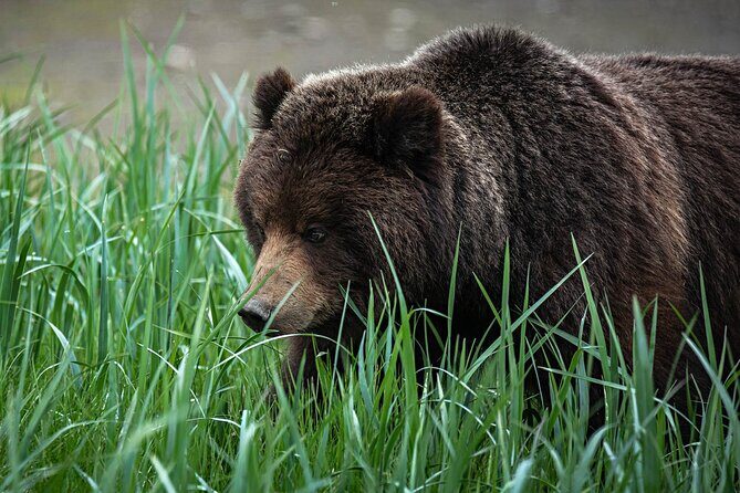 Peak Season Bear Viewing By Seaplane - Who Should Consider This Tour?