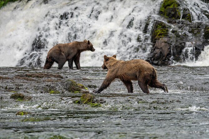 Peak Season Bear Viewing By Seaplane - The Sum Up: Is it Worth It?