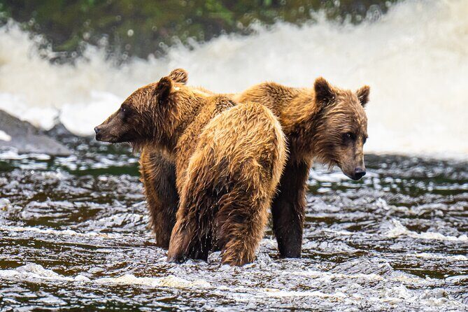 Peak Season Bear Viewing By Seaplane - FAQs