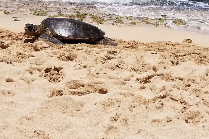 Pearl Harbor, Dole, N.Shore luxury group priced Customizable tour - Exploring the Pearl Harbor, Dole, and North Shore Tour in Detail