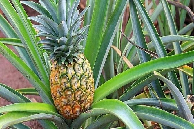 Pearl Harbor, Dole Plantation, and Polynesian Center From Kauai - Tips for Enjoying Your Day in Oahu