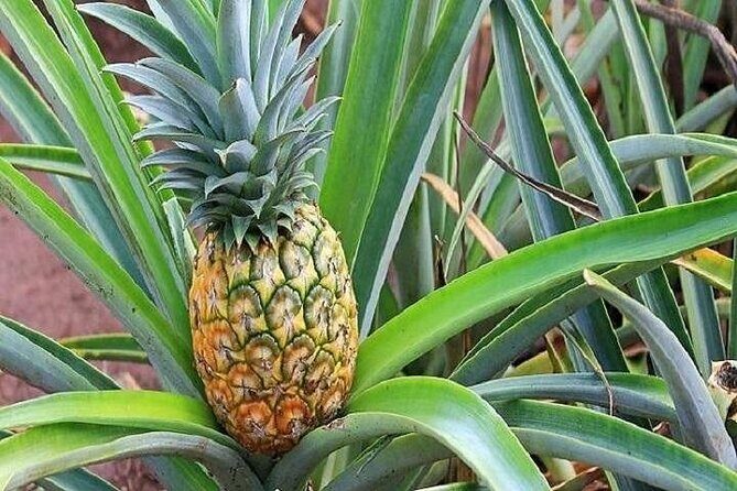 Pearl Harbor, Dole Plantation, and Polynesian Center from Kona - Late Afternoon: Kualoa Regional Park