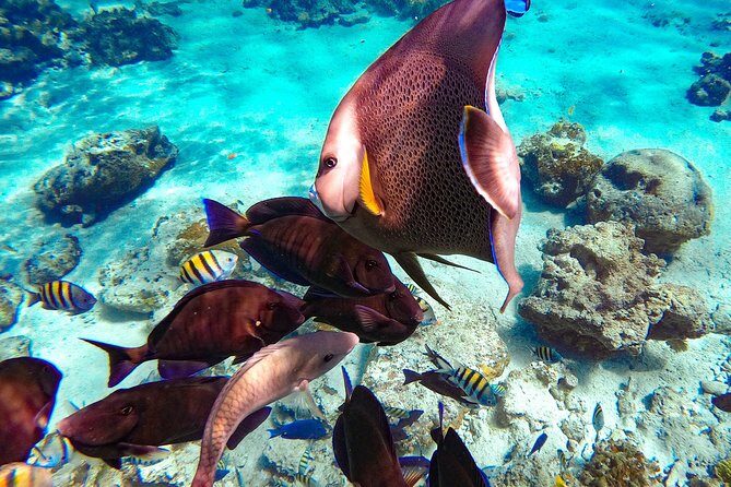 Pearl Island Bahamas Snorkeling Experience and Lunch - The Itinerary: What to Expect from Pearl Island Bahamas