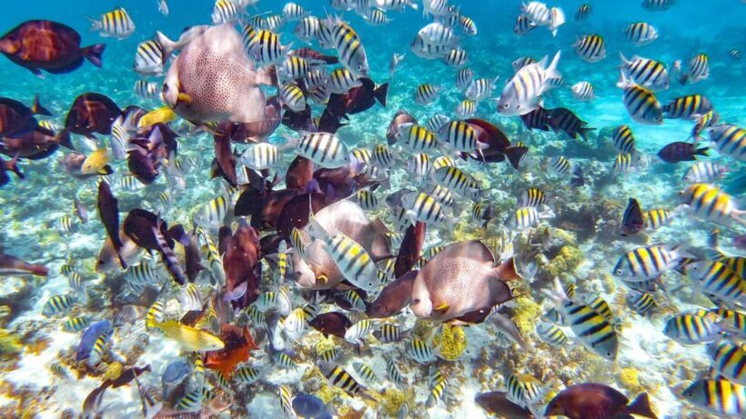 Pearl Island Beach: Full-day Snorkelling with Lunch - A Full Breakdown of the Tour