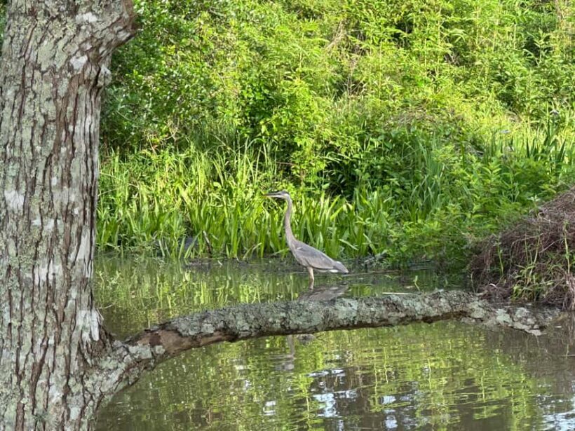 Pearlington: Devil's Swamp Eco Walking Tour - Practical Details and What to Bring