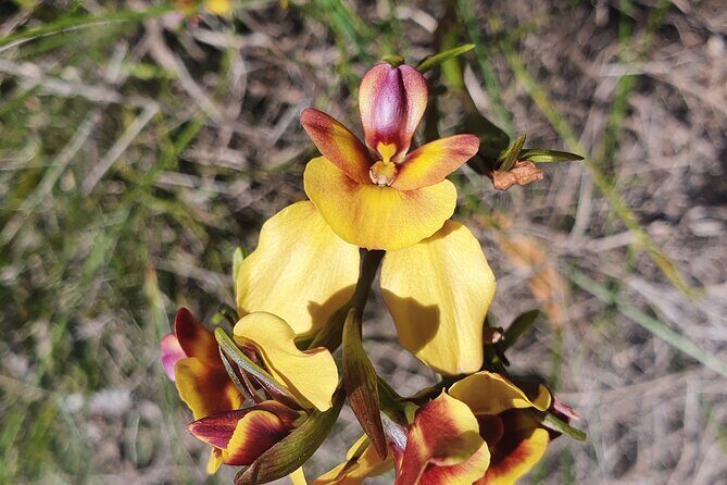 Pedals & Petals - Discovering Wildflowers Bike Tour Kings Park - Who Will Love This Experience?