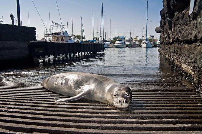 Pelagic Wildlife Excursion - Big Island Pelagic Wildlife Excursion: An In-Depth Review