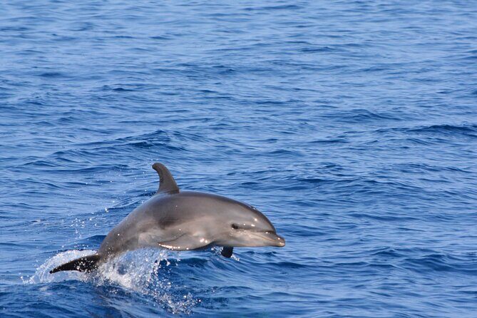 Pelagic Wildlife Excursion - Key Points