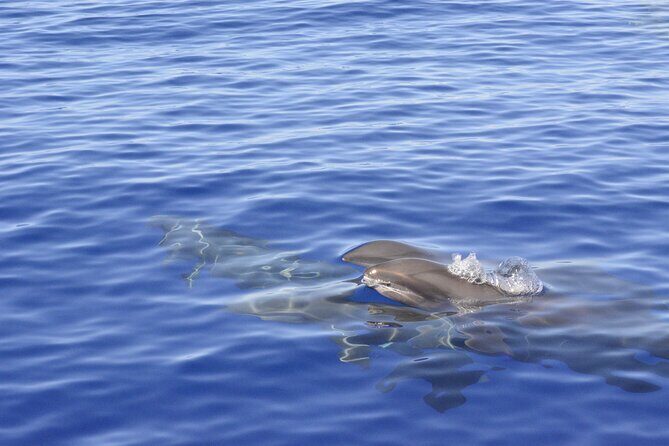 Pelagic Wildlife Excursion - Pricing and Value