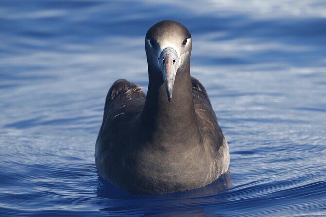 Pelagic Wildlife Excursion - Who Should Consider This Tour?