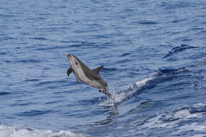 Pelagic Wildlife Excursion - FAQ