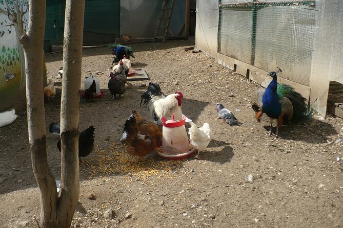 Peles Castle and Optional Cantacuzino Castle From Brasov - Itinerary and Stops