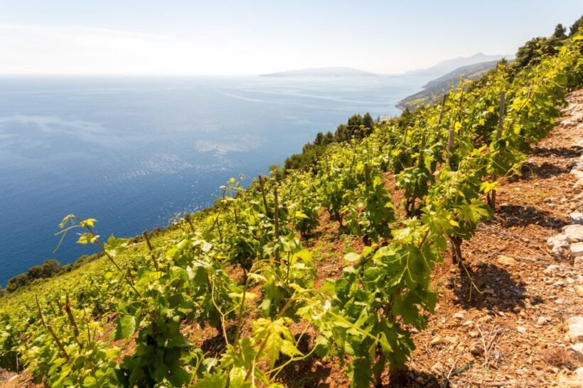 Peljeac Full-Day Wine and Food Tour from Dubrovnik - Final Thoughts
