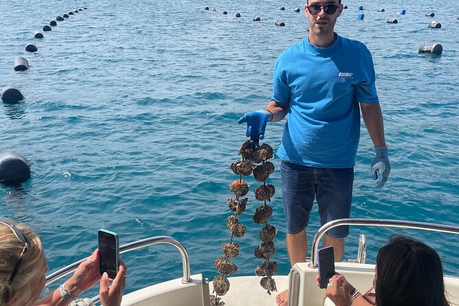 Peljeac - Wine, Oysters and Food Experience from Dubrovnik - Key Points