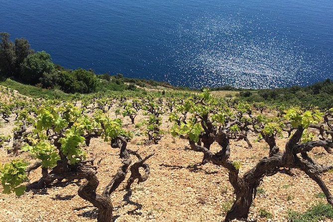 Peljesac and Ston Private Wine Tour With Tastings From Dubrovnik - Guest Experiences and Feedback