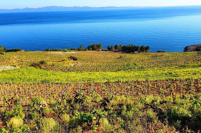 Peljesac and Ston Private Wine Tour With Tastings From Dubrovnik - Sampling the Local Wines and Delicacies