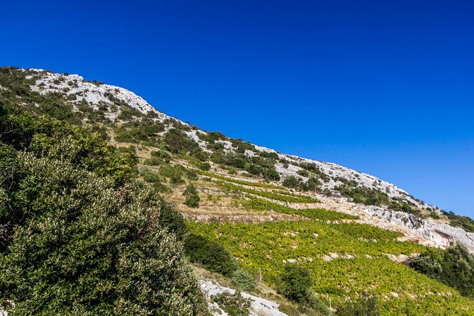 Peljesac Wine & Ston Oysters PRIVATE HALF DAY SHORE TOUR - The Sum Up: A Tasty, Authentic Slice of Croatian Coast