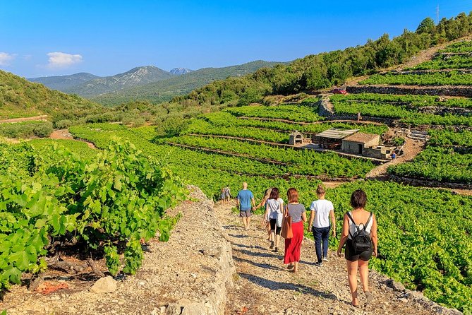Peljesac&Ston Small-Group Food & Wine Experience From Dubrovnik - Wine Tasting at Family-Run Wineries