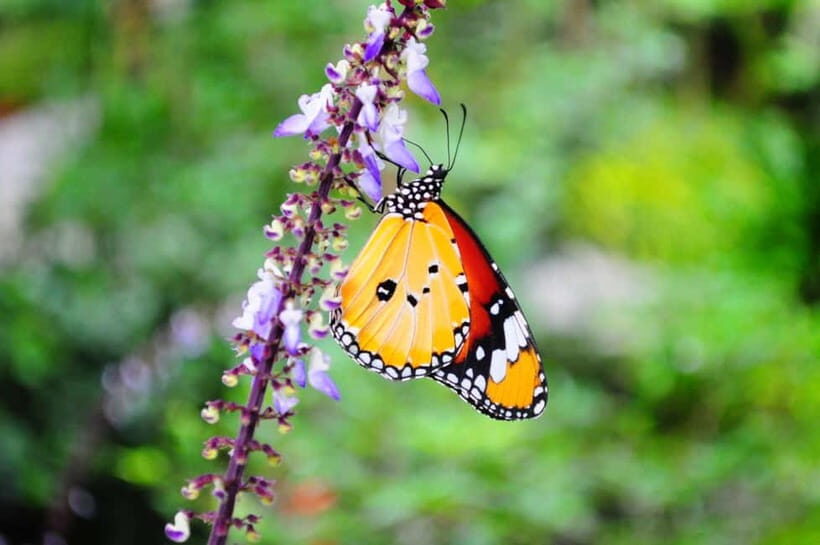 Penang: Entopia General Admission Tickets - What to Expect at Entopia Penang