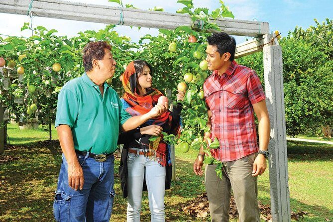 Penang Full Day Tour with Penang Hill, Kek Lok Si & Fruit Farm - Who Is This Tour Best For?