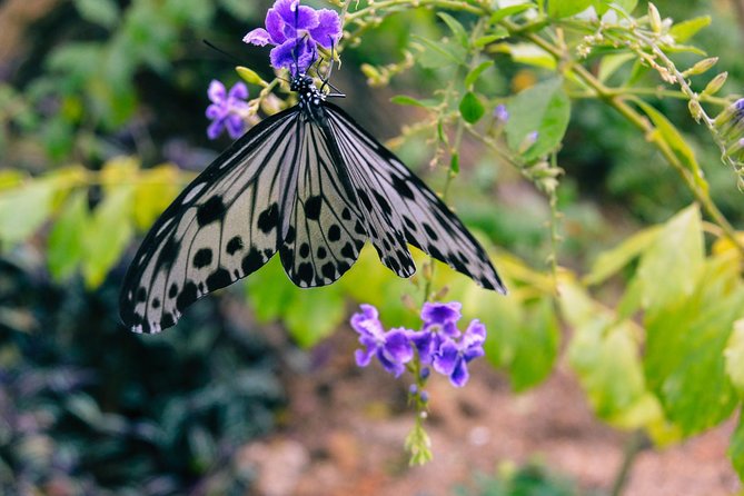 Penang Round Island Tour With Tropical Spice Garden & Entopia Butterfly Farm - Key Points