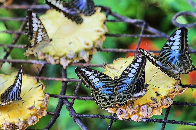 Penang Round Island Tour With Tropical Spice Garden & Entopia Butterfly Farm - The Sum Up