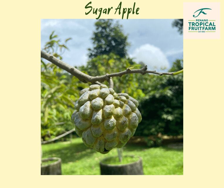 Penang: Tropical Fruit Farm Ticket - An In-Depth Look at the Penang Tropical Fruit Farm Experience