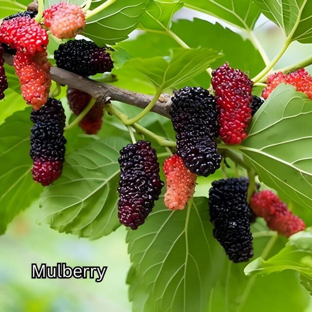 Penang: Tropical Fruit Farm Ticket - Practical Tips for Visitors