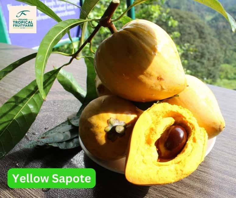 Penang: Tropical Fruit Farm Ticket - The Sum Up