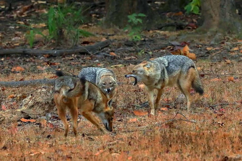 Pench National Park: Skip the Line Access to Jungle Safari - Key Points