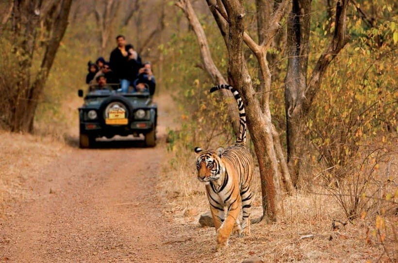 Pench National Park: Skip the Line Access to Jungle Safari - An In-Depth Look at the Safari Experience