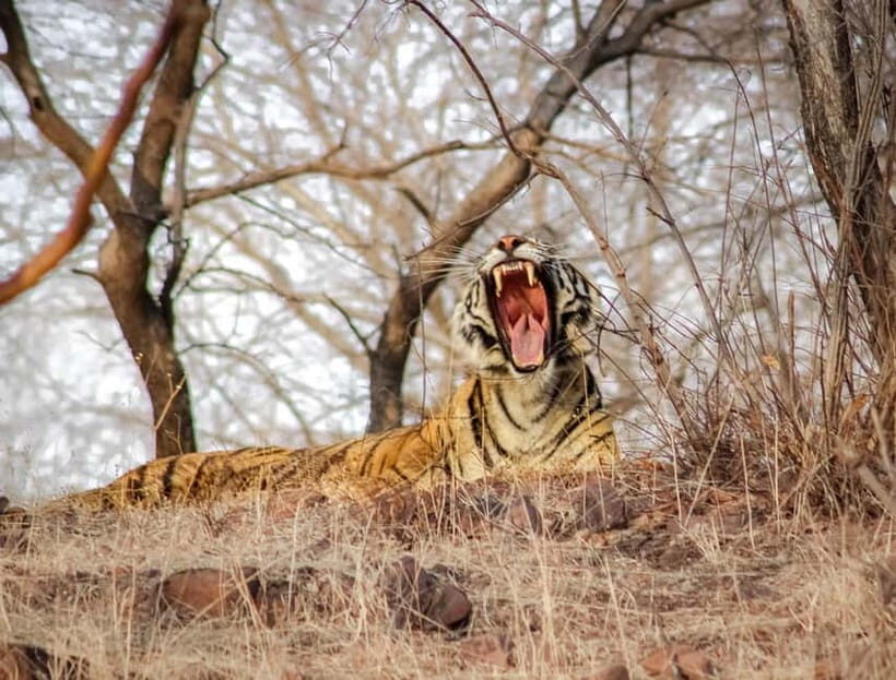 Pench National Park: Skip the Line Access to Jungle Safari - FAQ