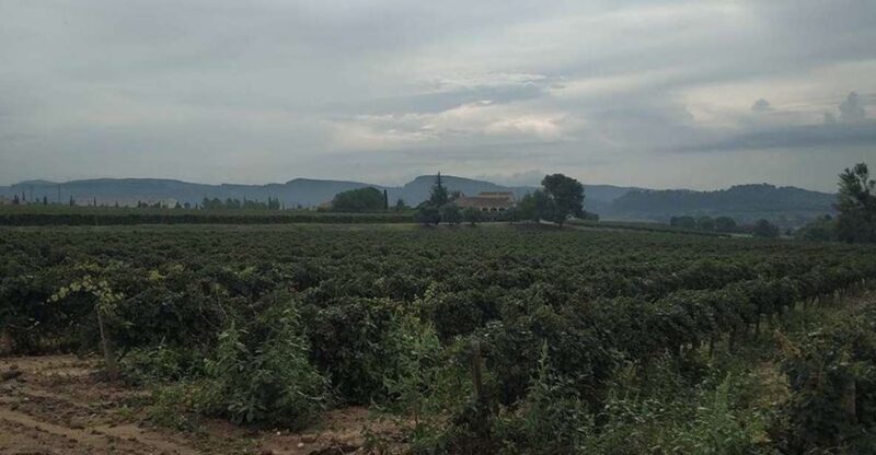 Penedes: Private Wine and Cava Tasting Tour - Paying Attention to the Details