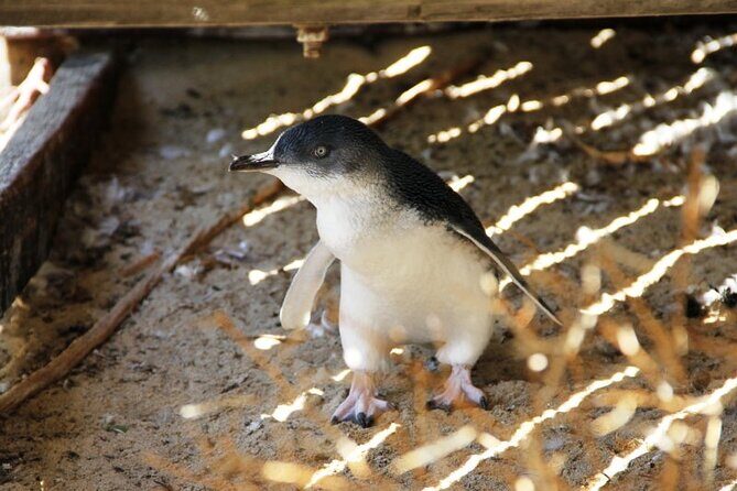 Penguin and Seal Islands Sea Kayaking Experience - Picnic Lunch and Breaks
