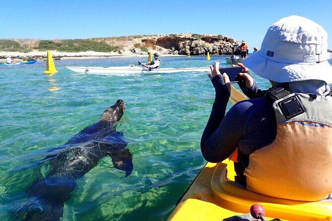 Penguin and Seal Islands Sea Kayaking Experience - Suitability and Physical Requirements