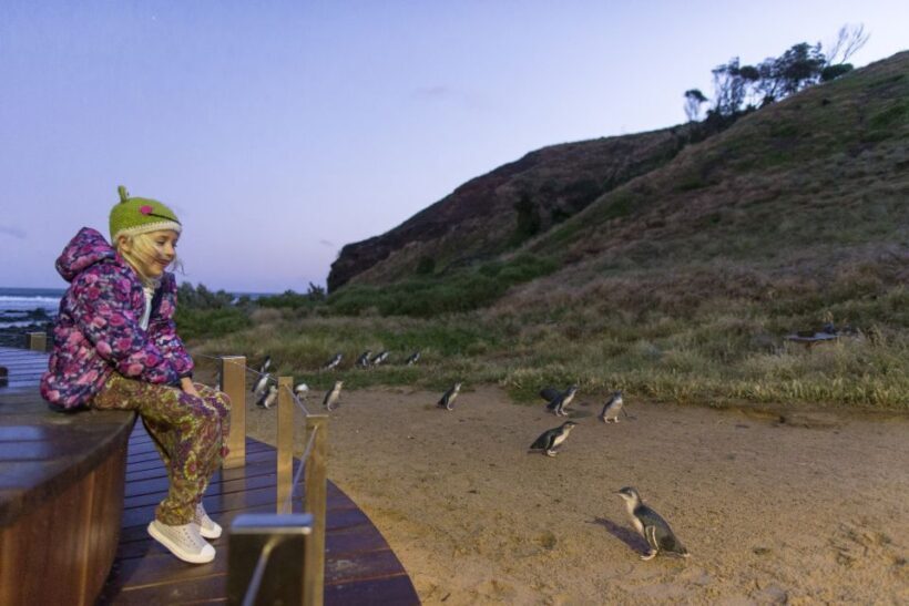 Penguin Parade: General Viewing Ticket - Key Points