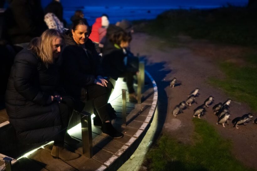 Penguin Parade: General Viewing Ticket - A Closer Look at the Penguin Parade Experience