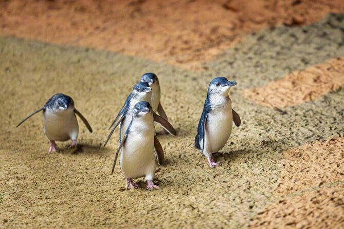 Penguin Parade, & Wildlife Encounters Eco Tour from Melbourne - Mid-Morning: Wildlife at Moonlit Sanctuary
